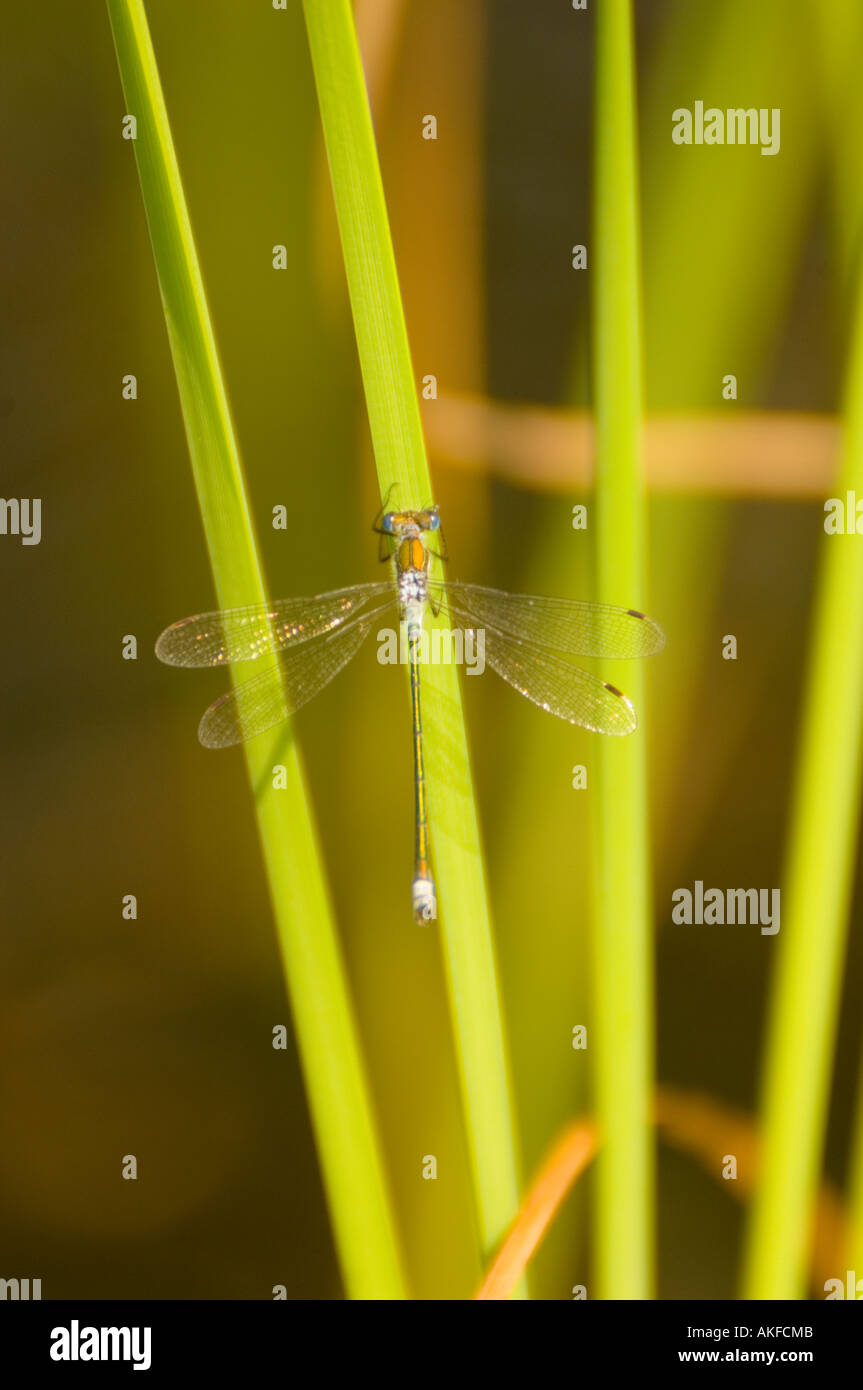 Black tail damsel hi-res stock photography and images - Alamy