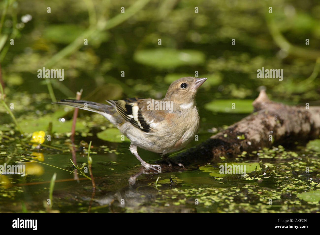 Juvenile chaffinch bird garden hi-res stock photography and images - Alamy