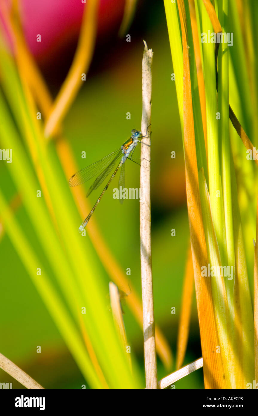 Black tail damsel hi-res stock photography and images - Alamy