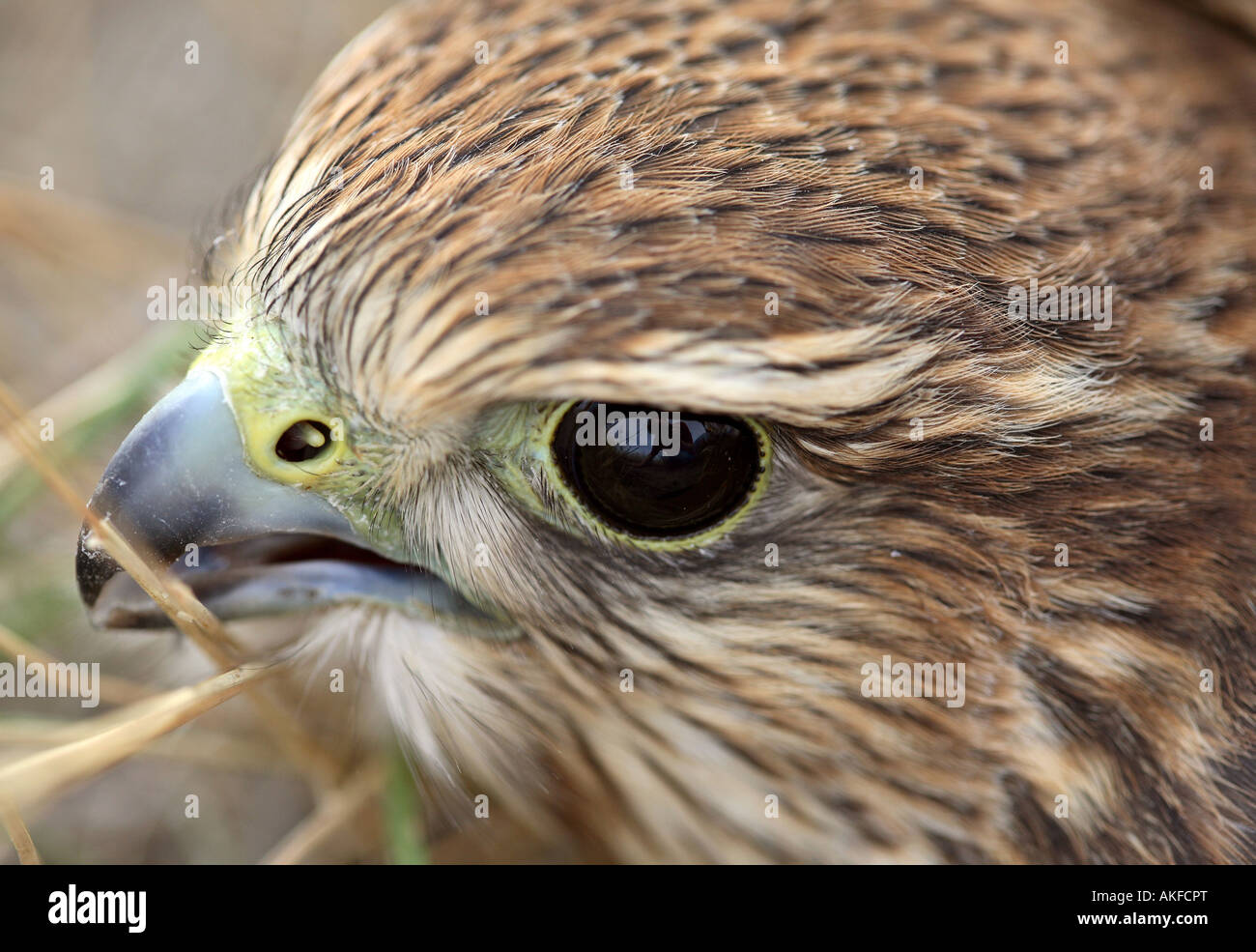 Merlin young hi-res stock photography and images - Alamy