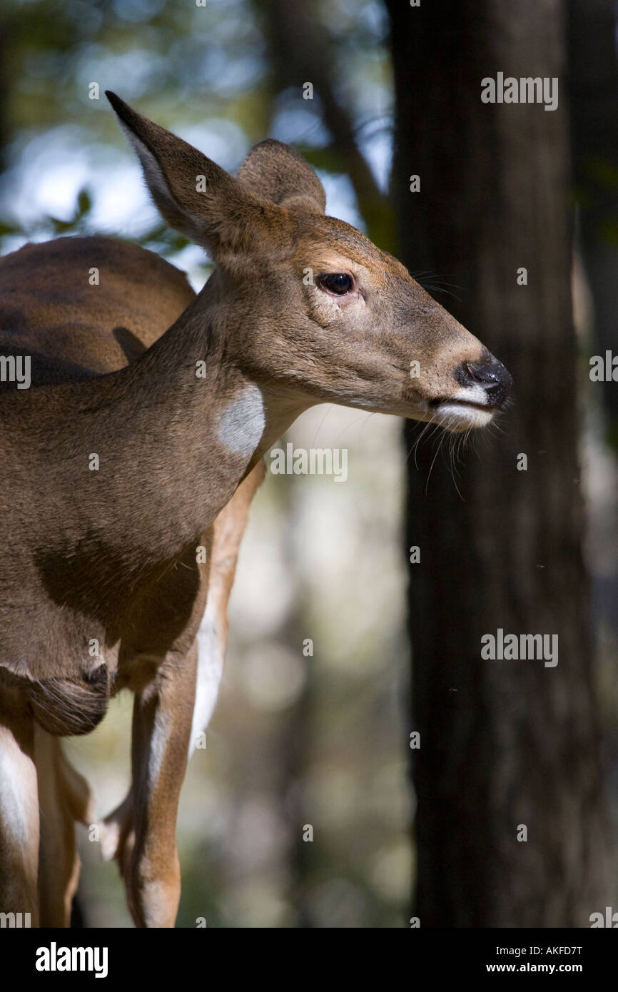 Female White Tailed Deer Face