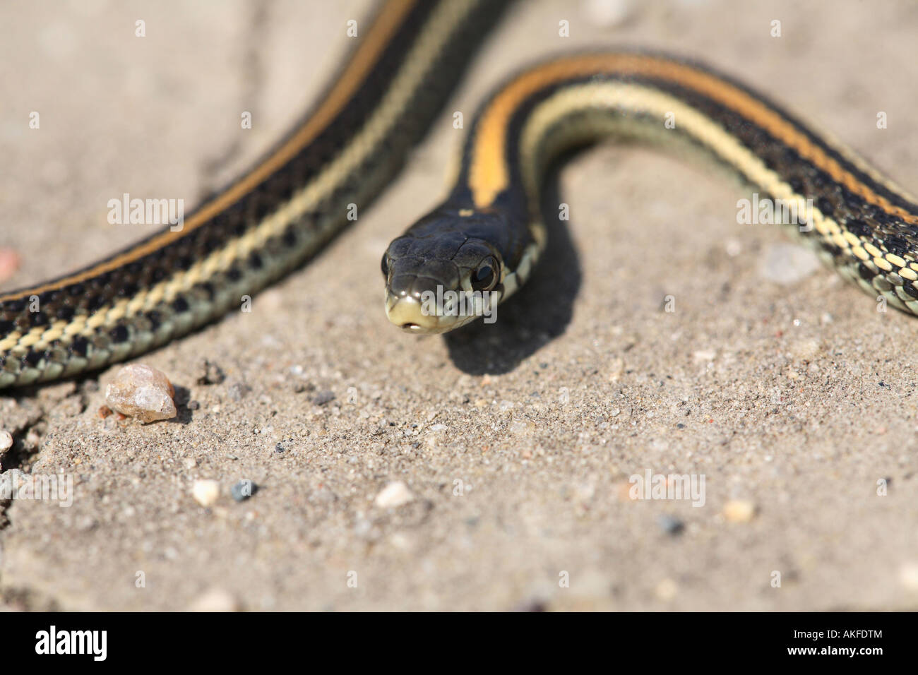 Baby garter snake crossing a Saskatchewan road Stock Photo - Alamy