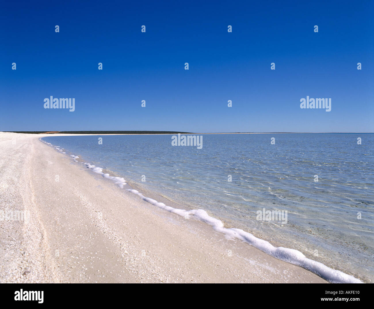 Shell beach shark bay hi-res stock photography and images - Alamy