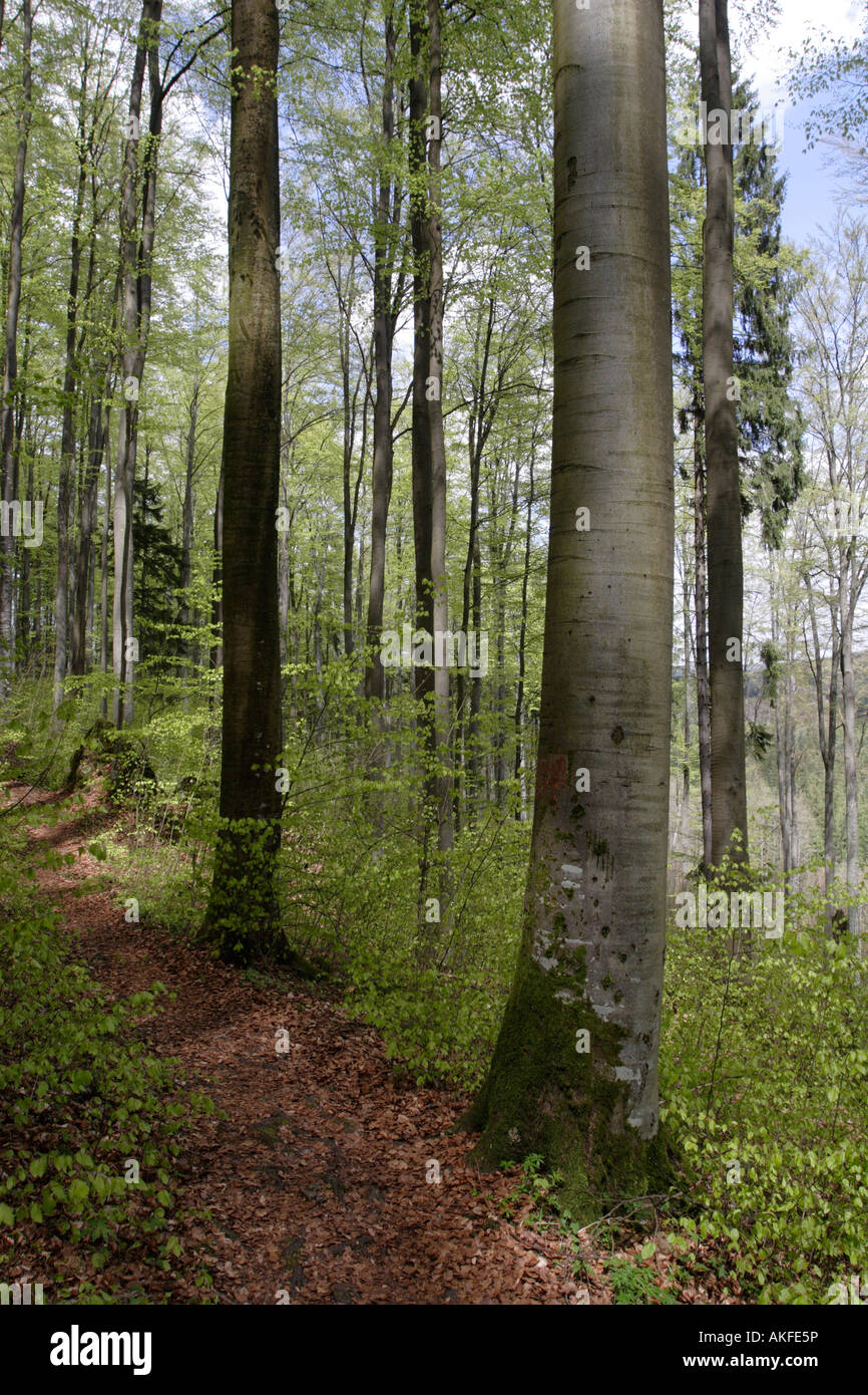 Beech trees in spring Stock Photo - Alamy