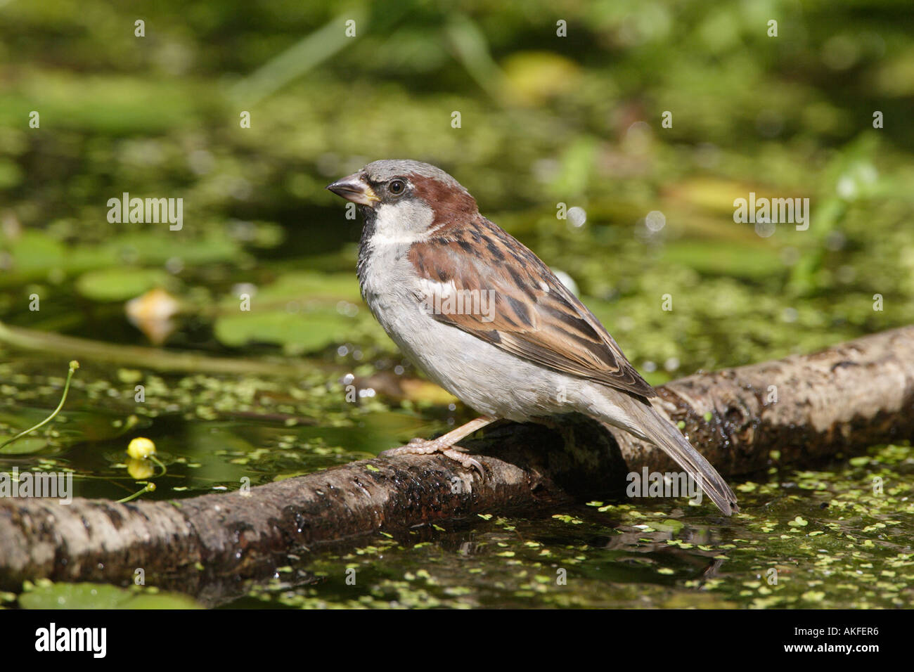 Male House Sparrow at a garden pond in the Forest of Dean Stock Photo ...