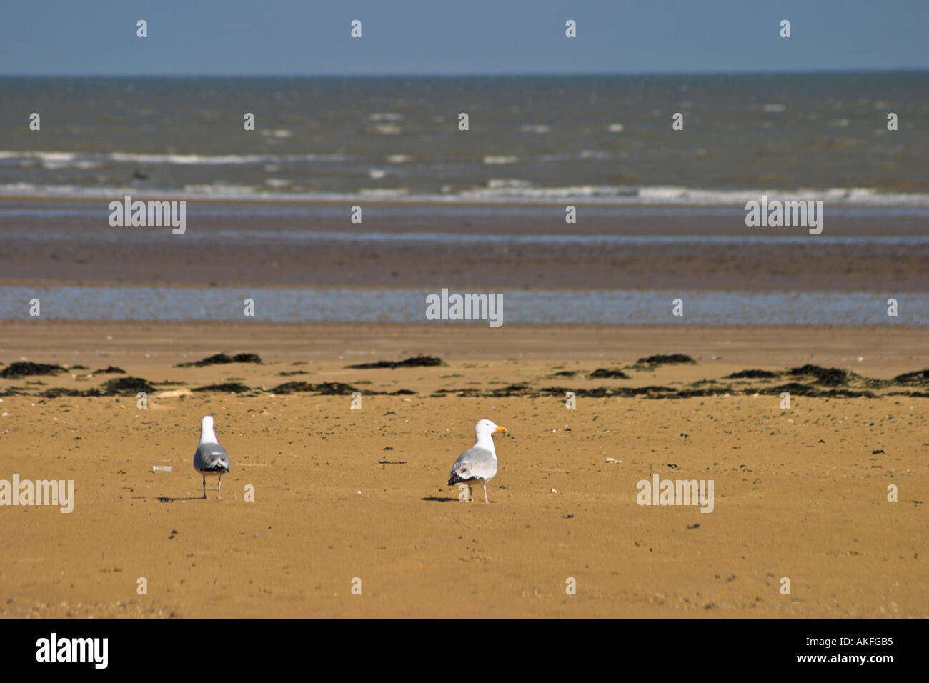 Seaguls on the sand hi-res stock photography and images - Alamy