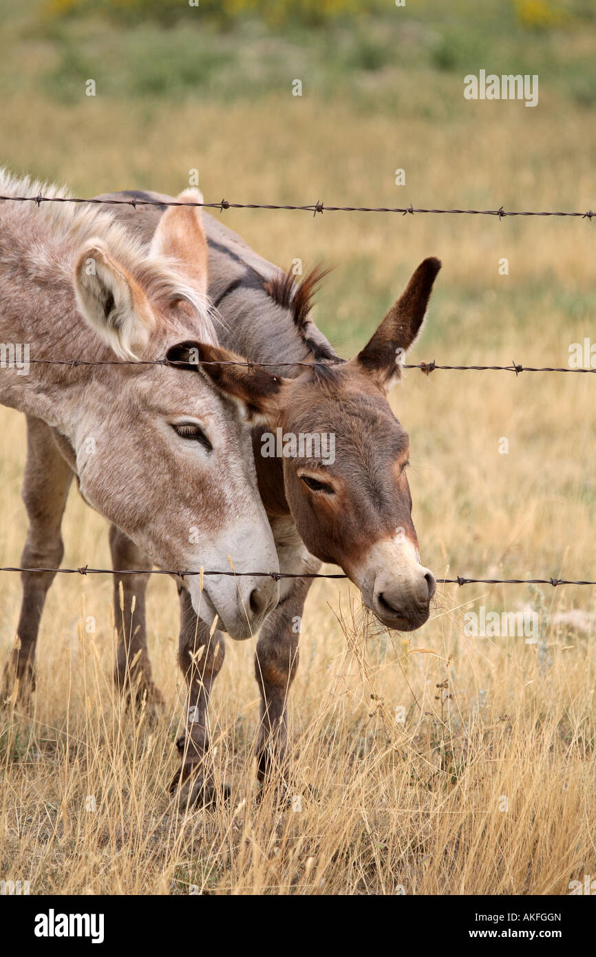 Donkey foal mother in hi-res stock photography and images - Alamy