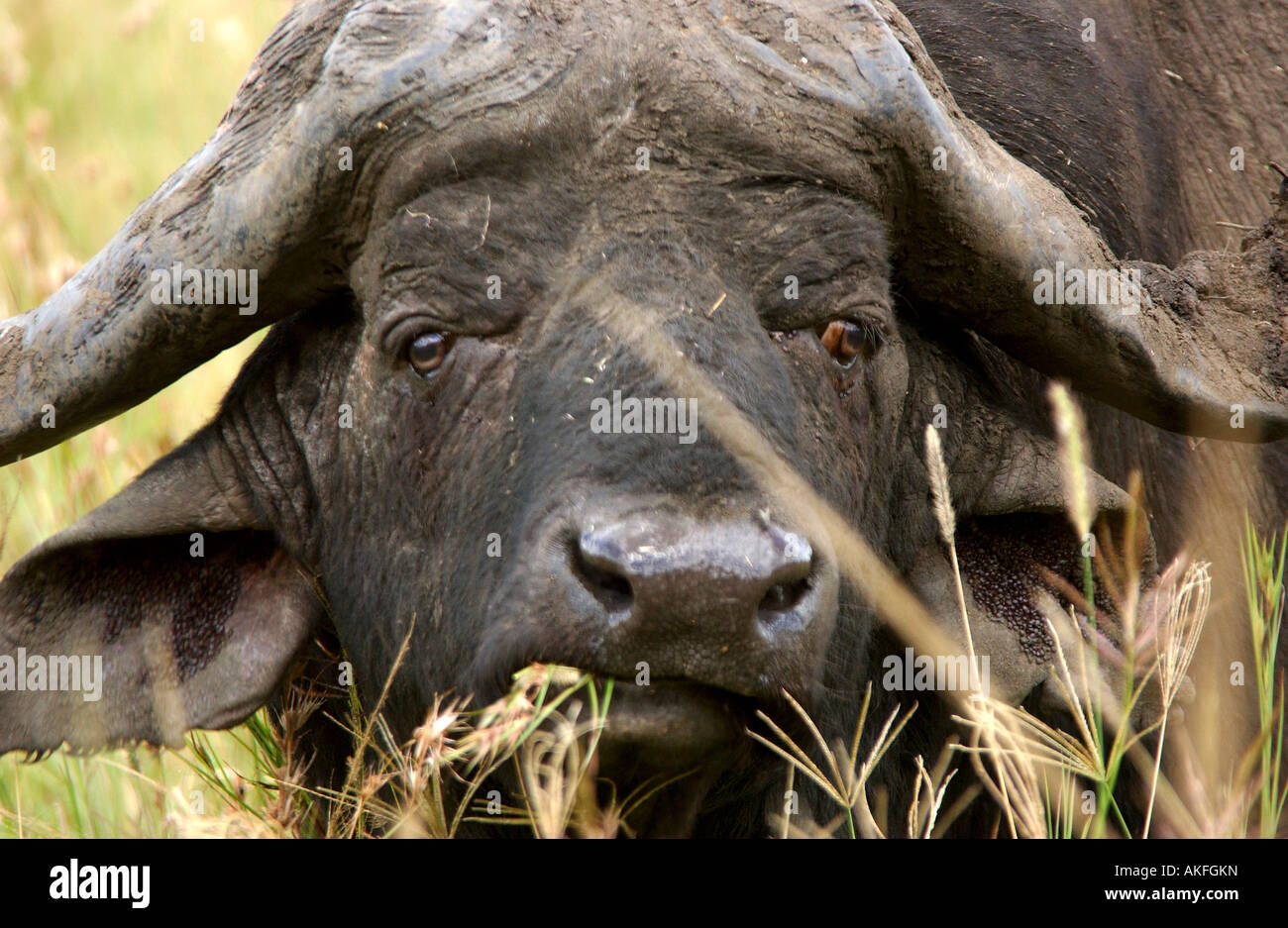 African Ox High Resolution Stock Photography and Images - Alamy