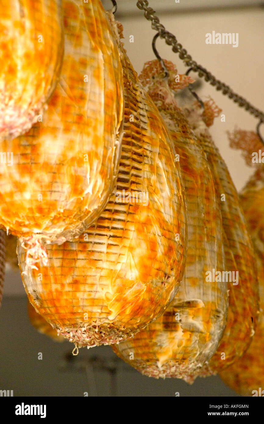 Ventricina del Vastese salami, Scerni, Abruzzo, Italy Stock Photo - Alamy