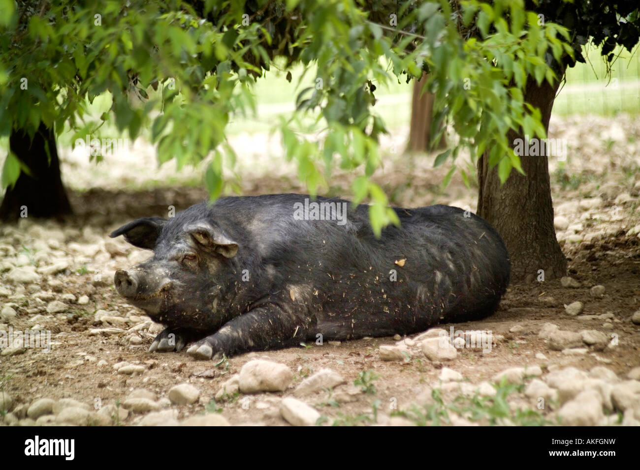 Abruzzese black swine, Fattorie del Tratturo farm, Scerni, Abruzzo ...