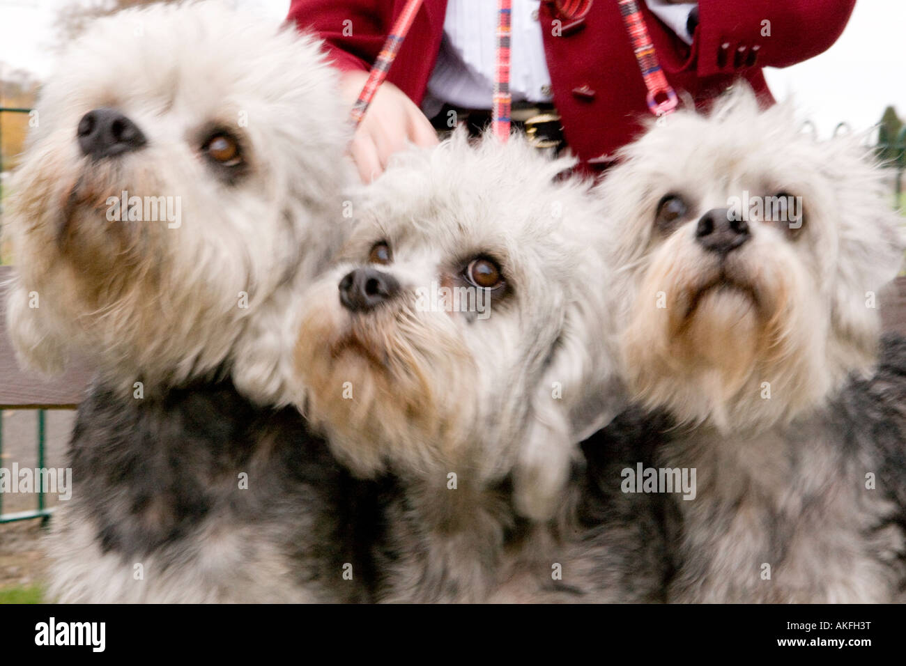 Three Dandie Dinmont terrier dogs on vulnerable native breeds list pose ...