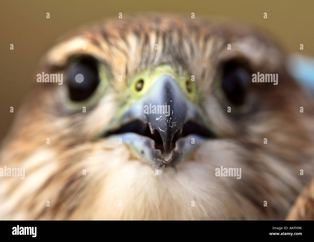 Young merlin hi-res stock photography and images - Alamy