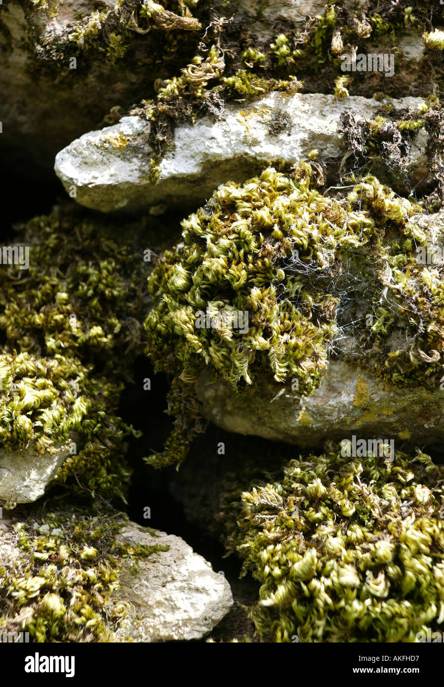 Drystone wall garden hi-res stock photography and images - Alamy