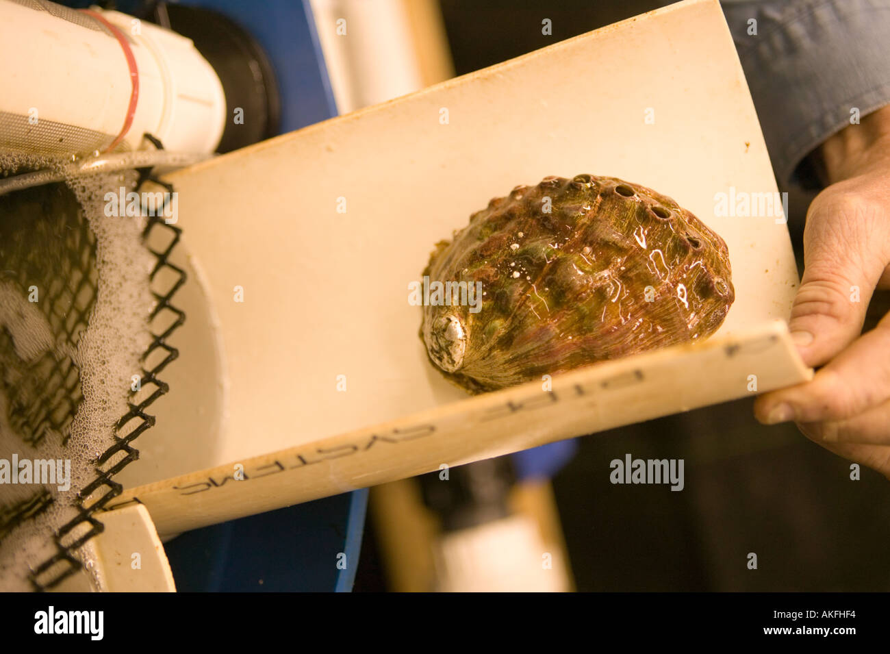 Abalone commercial farming Stock Photo - Alamy