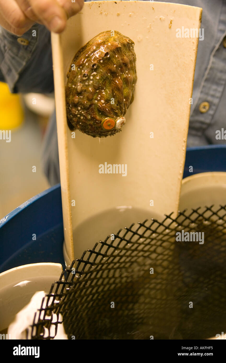 Abalone commercial farming Stock Photo - Alamy