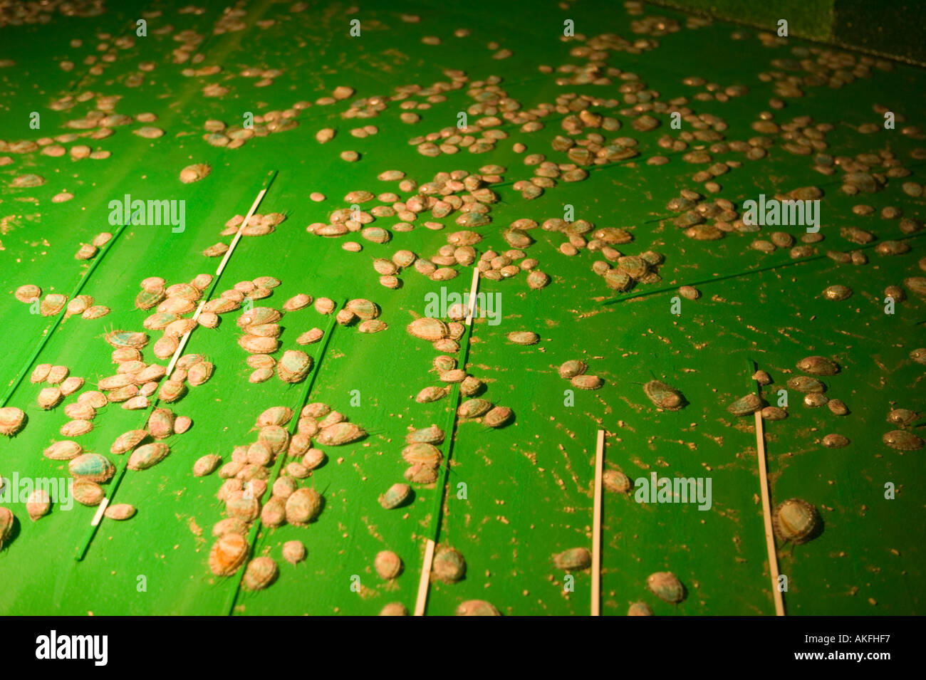 Abalone commercial farming Stock Photo - Alamy