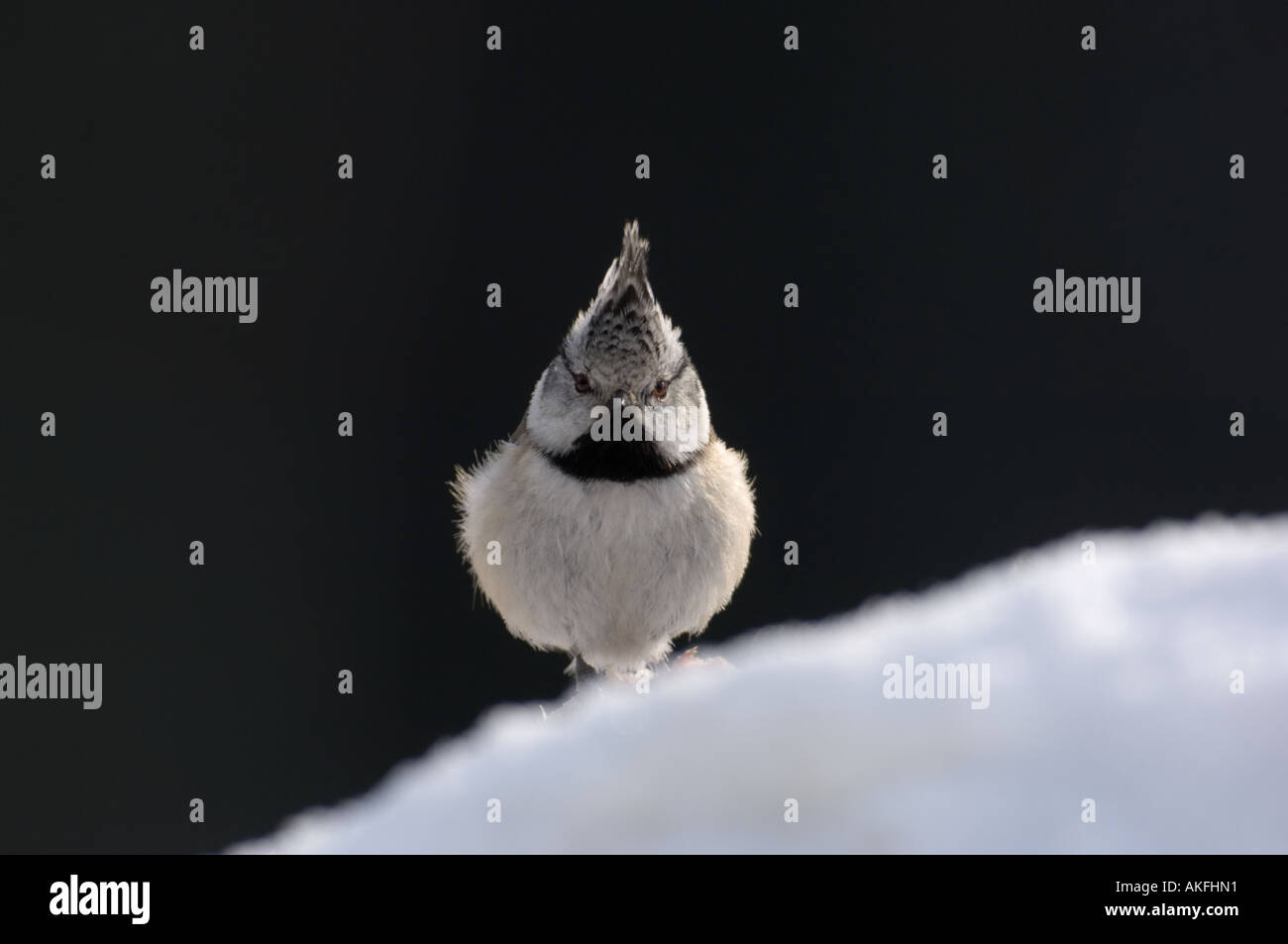 Crested tit on snowy bank, Estonia Stock Photo - Alamy