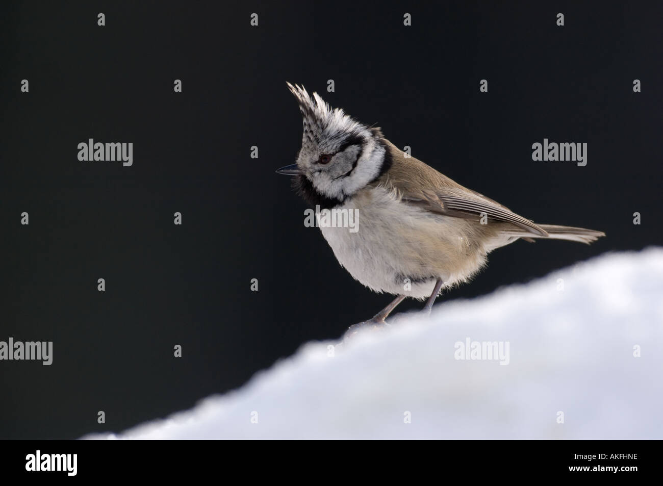 Crested tit on snowy bank, Estonia Stock Photo - Alamy