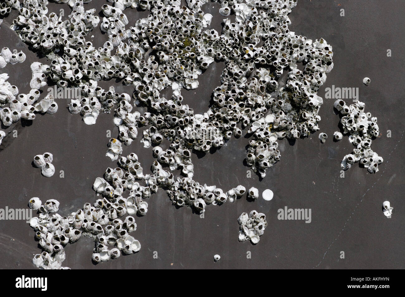 Barnacles on derelict ships hull Stock Photo - Alamy