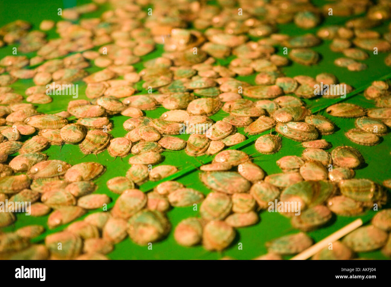 Abalone shellfish shell fish hi-res stock photography and images - Alamy