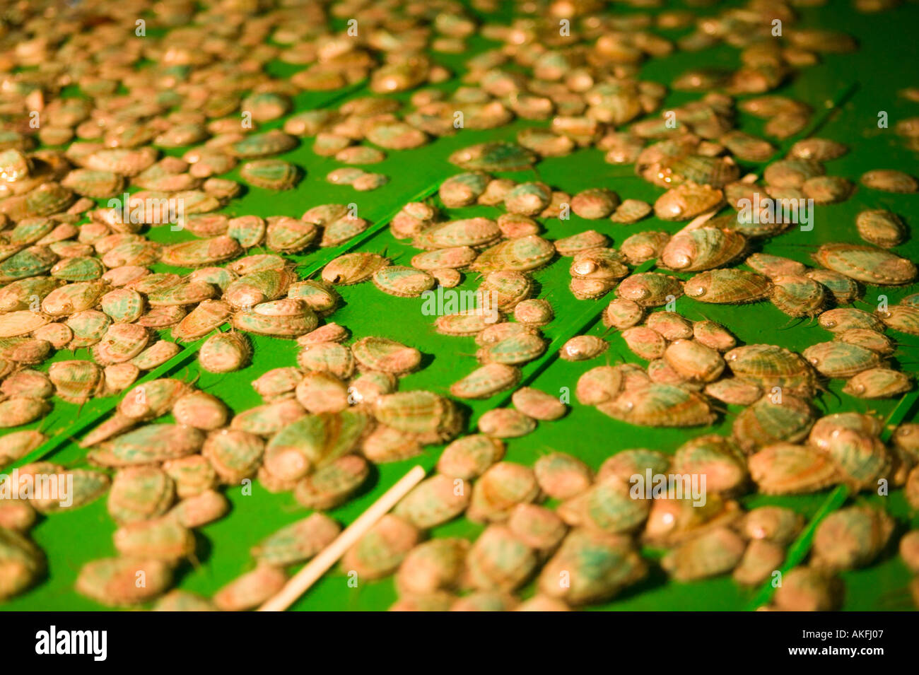 Abalone shellfish shell fish hi-res stock photography and images - Alamy