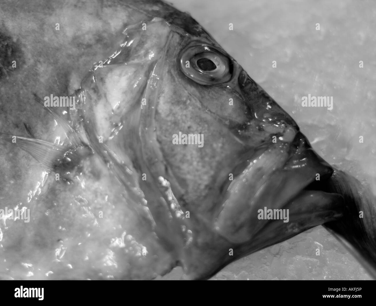 Fish on head Black and White Stock Photos & Images - Alamy