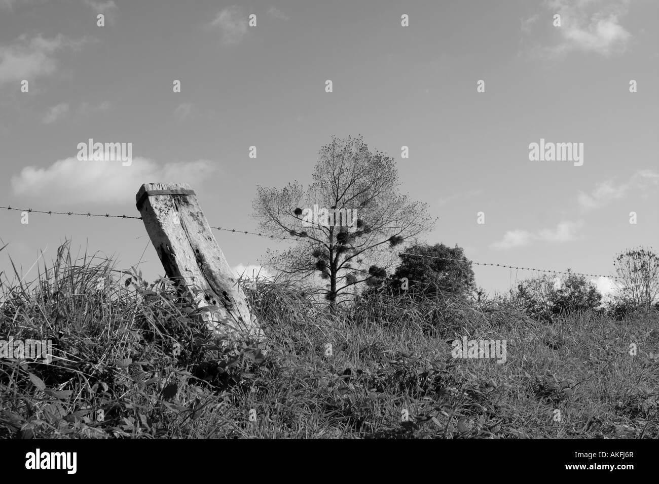 Crooked fence post barbed wire autumn trees and crows nests in rural ...