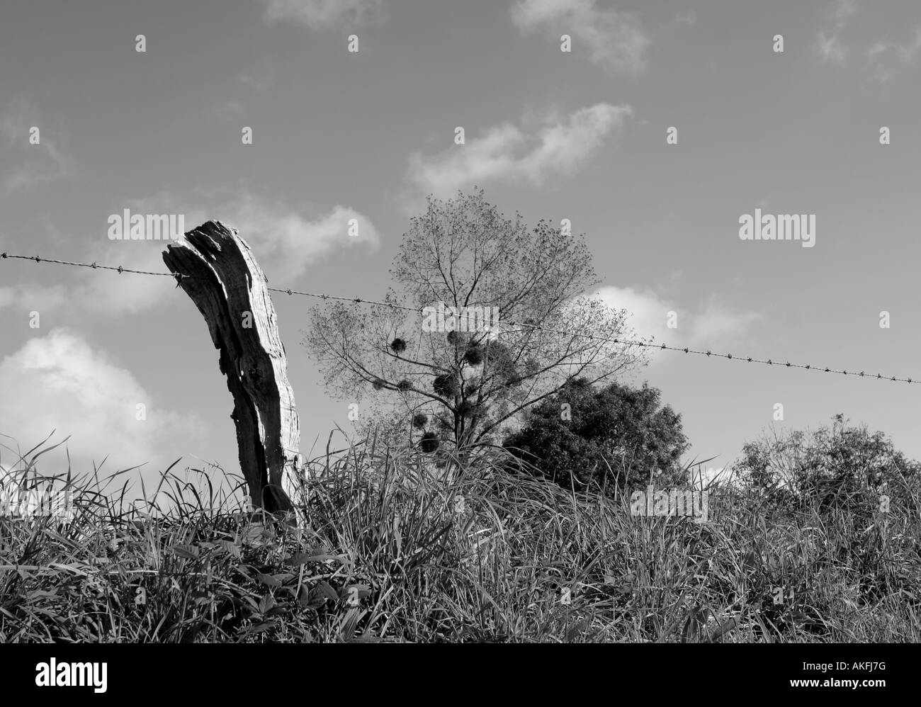 Crooked fence post barbed wire autumn trees and crows nests in rural ...