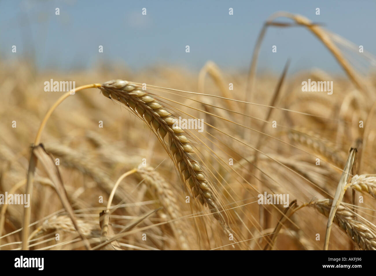 horizontal detail of commercial agricultural european Barley crop in ...