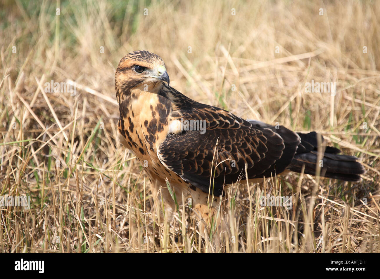 Fledgling hawk on ground in hi-res stock photography and images - Alamy