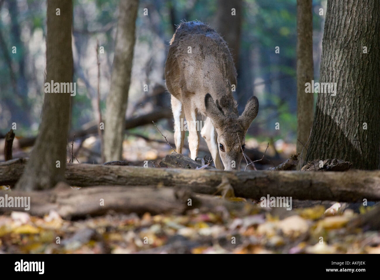 Young whitetail deer foraging for food Stock Photo - Alamy