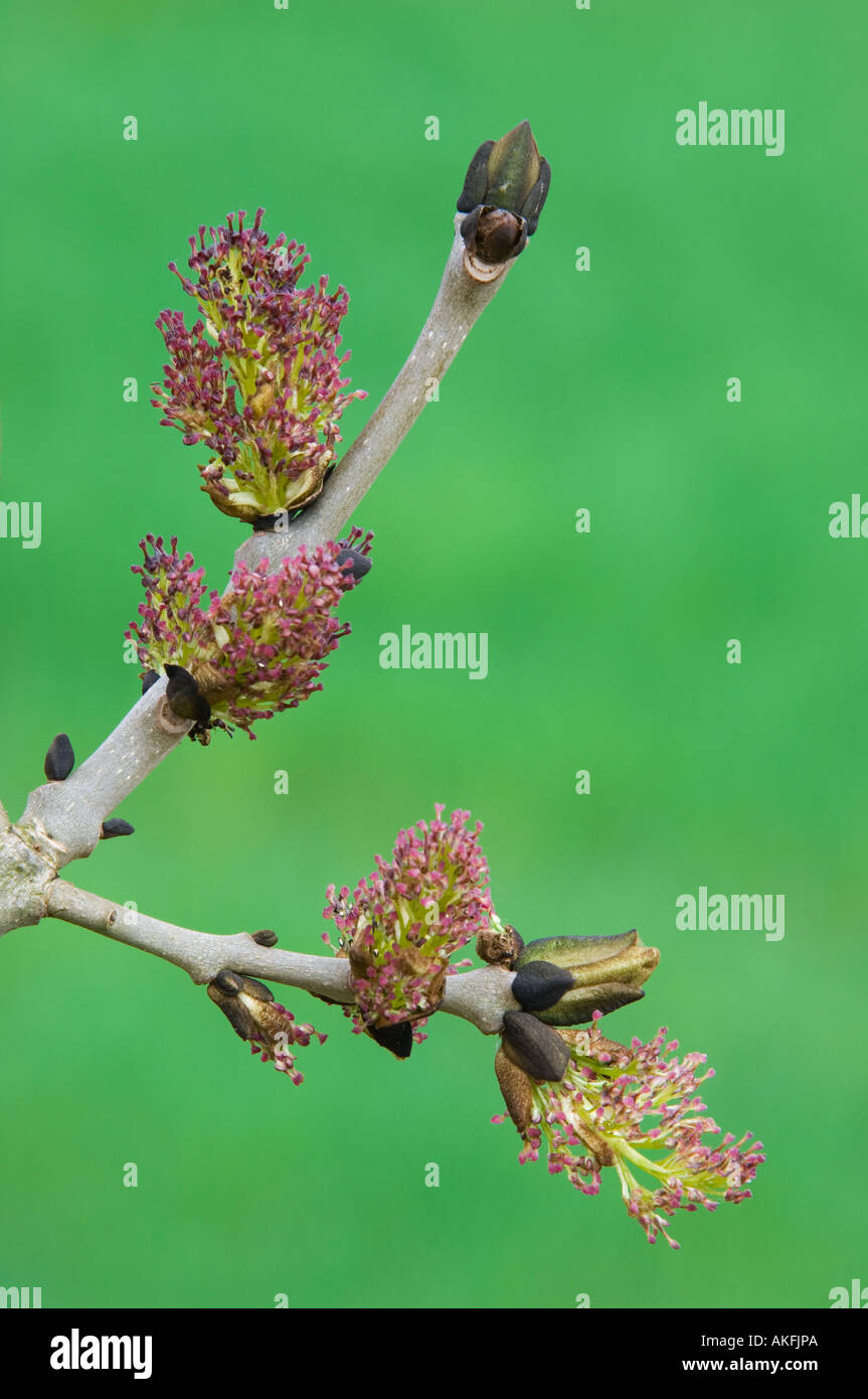 Bursting ash bud Stock Photo - Alamy