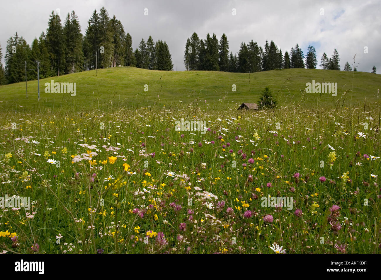 mountain pasture with flowers Stock Photo - Alamy