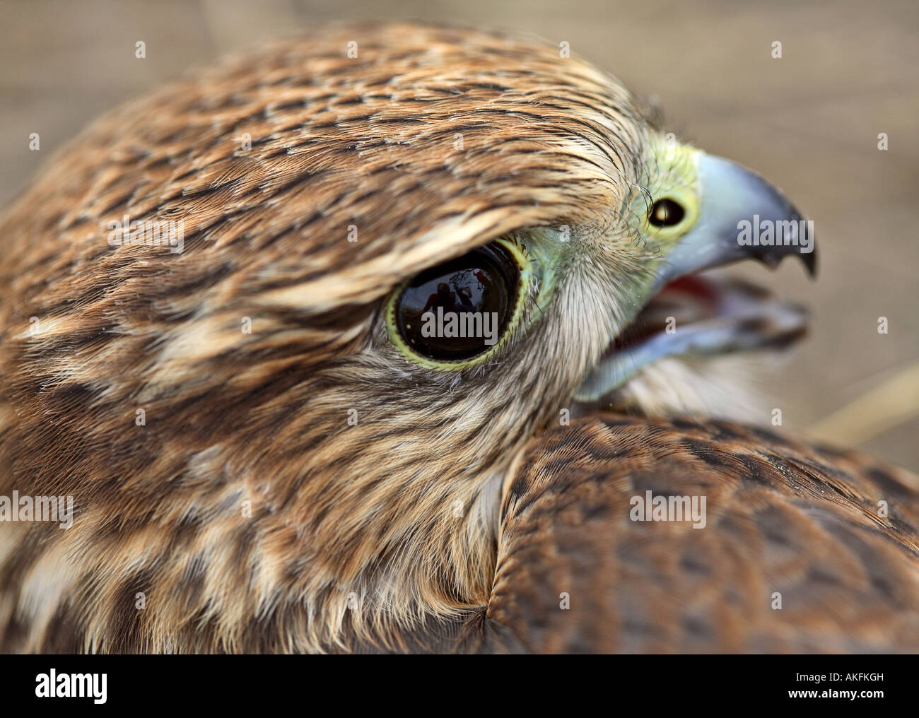 Young merlin hi-res stock photography and images - Alamy