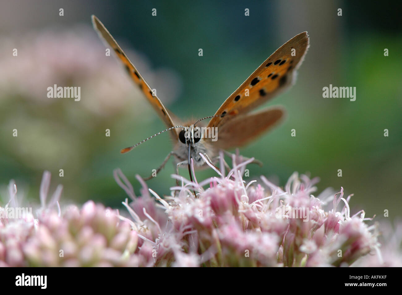 Chalkhill blue butterfly Stock Photo - Alamy