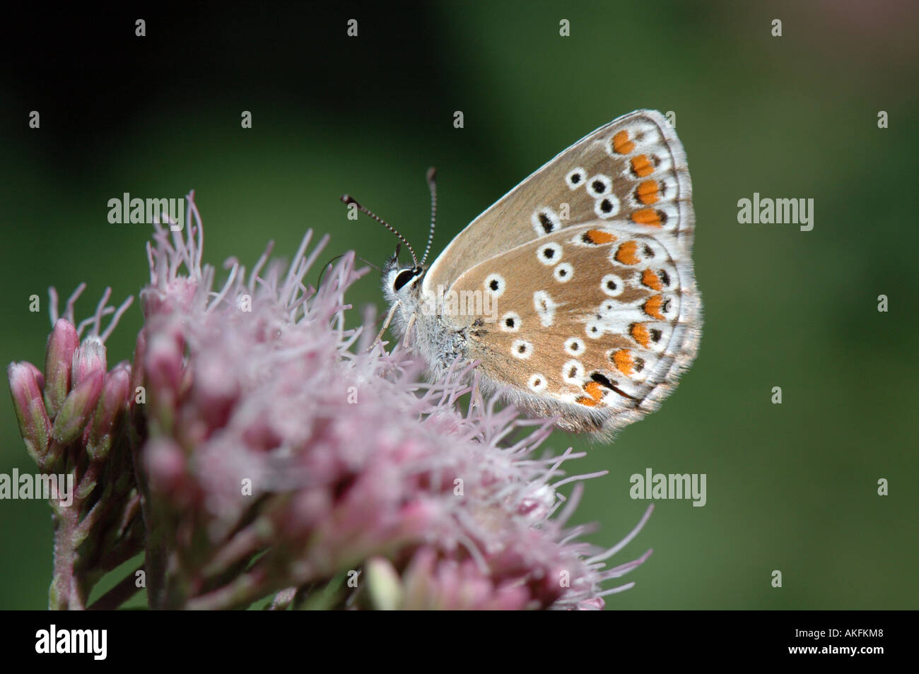 Chalkhill blue butterflies uk hi-res stock photography and images - Alamy