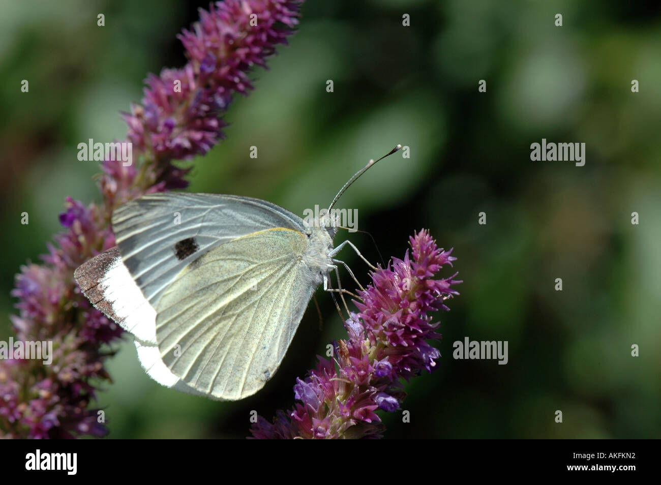 Large Cabbage white butterfly Stock Photo - Alamy