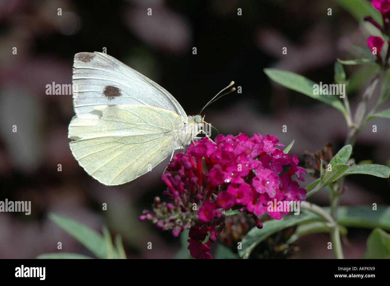 Large cabbage white butterfly Stock Photo - Alamy
