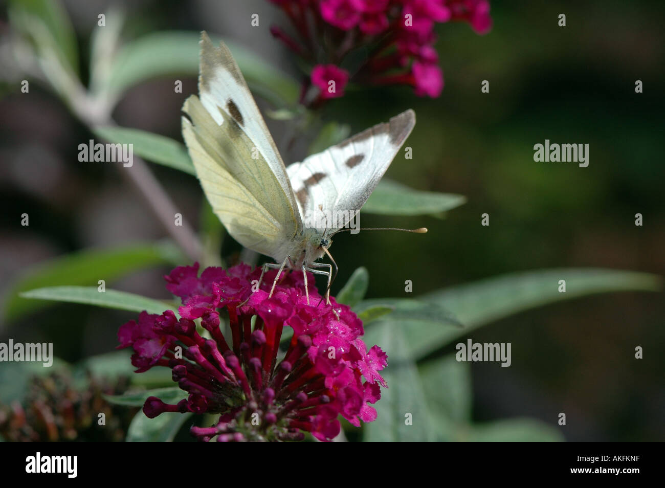Large cabbage white butterfly Stock Photo - Alamy