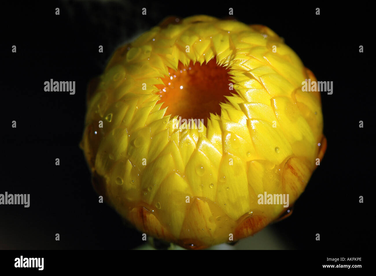 Yellow Straw Flower Stock Photo - Alamy