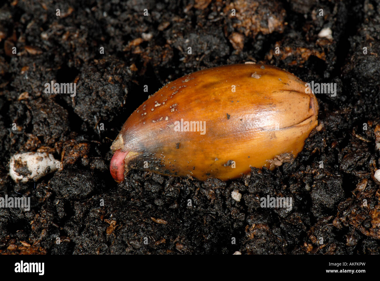 An oak Quercus robur acorn lying on the soil germinating and sending ...