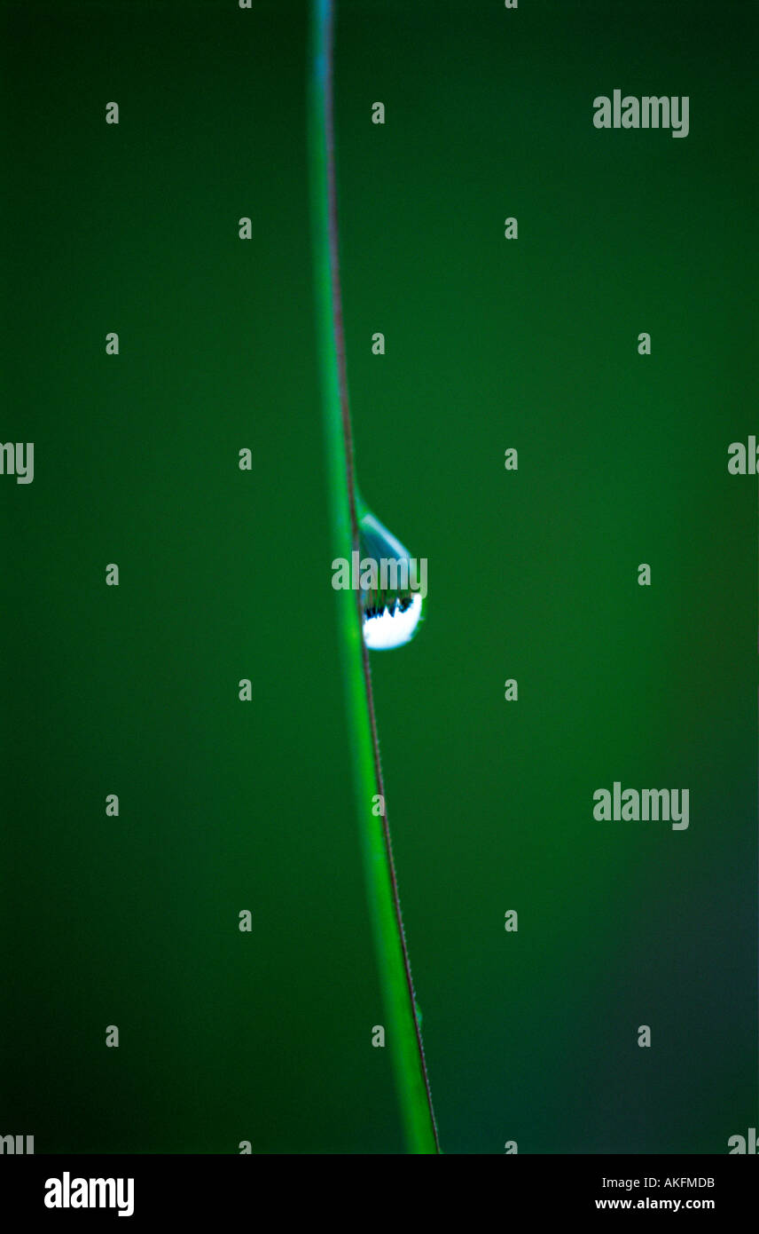Water droplets on straw hi-res stock photography and images - Alamy
