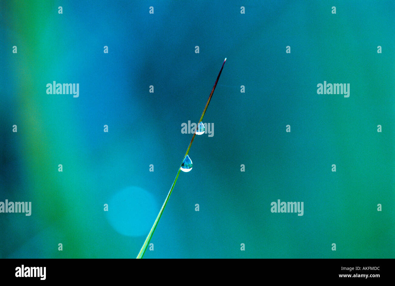 WATER DROPLET ON A STRAW Stock Photo - Alamy