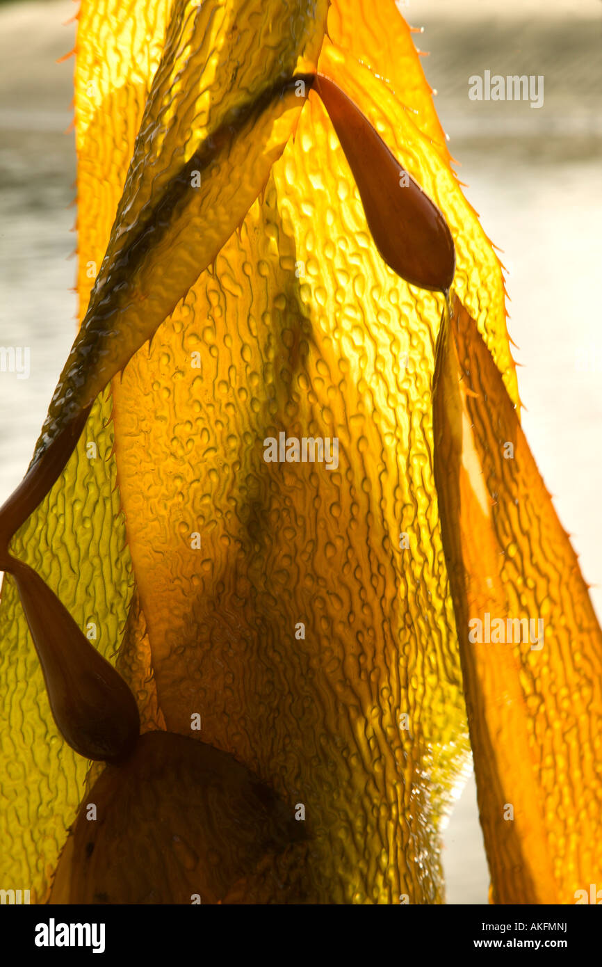 Bull kelp seaweed on beach hi-res stock photography and images - Alamy