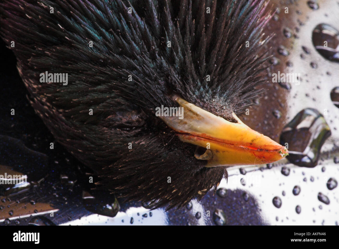 Bird run over by a car hi-res stock photography and images - Alamy