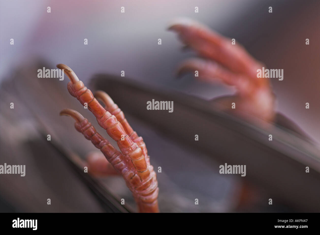 Bird legs hi-res stock photography and images - Alamy