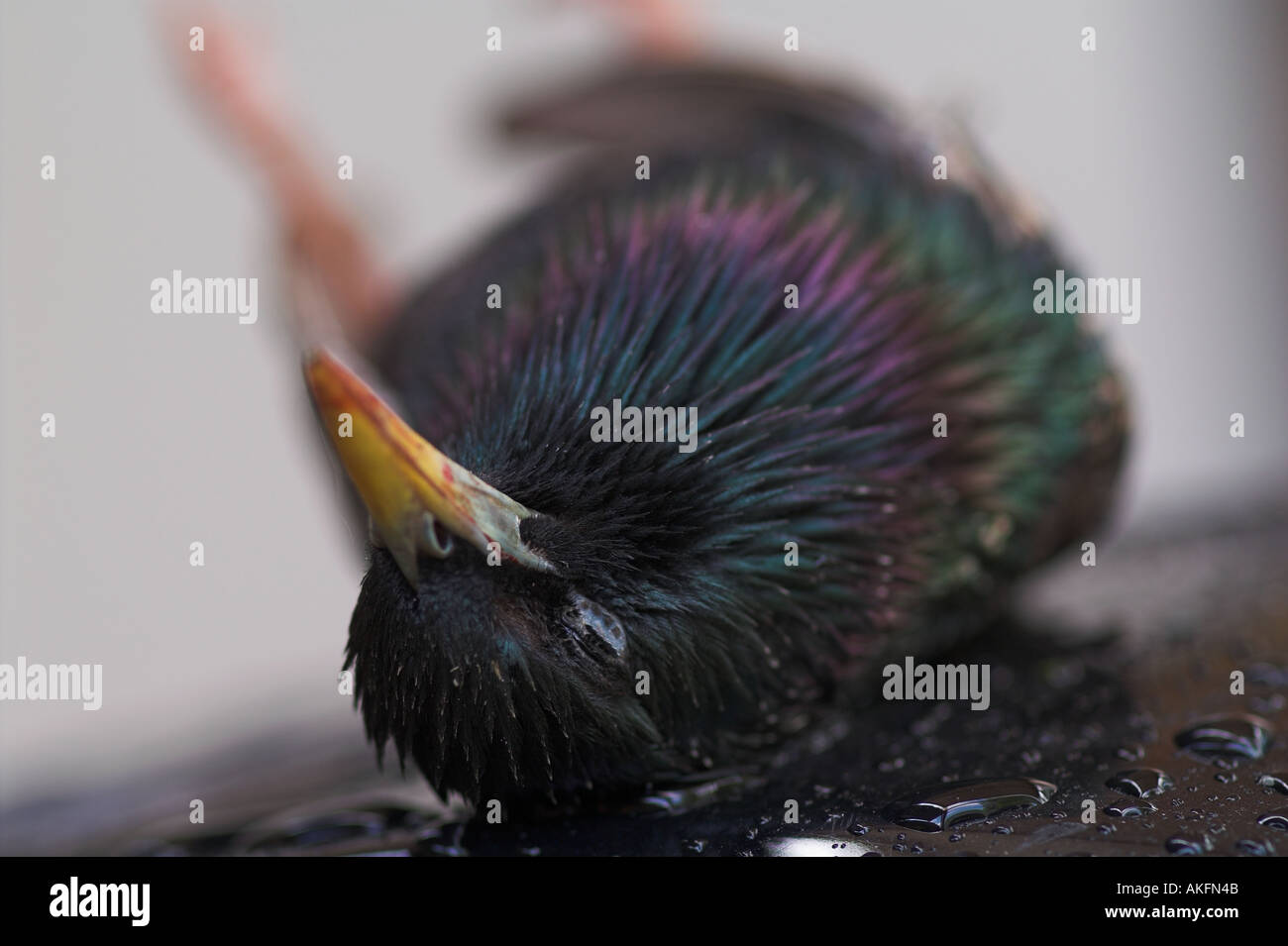 Bird run over by a car hi-res stock photography and images - Alamy