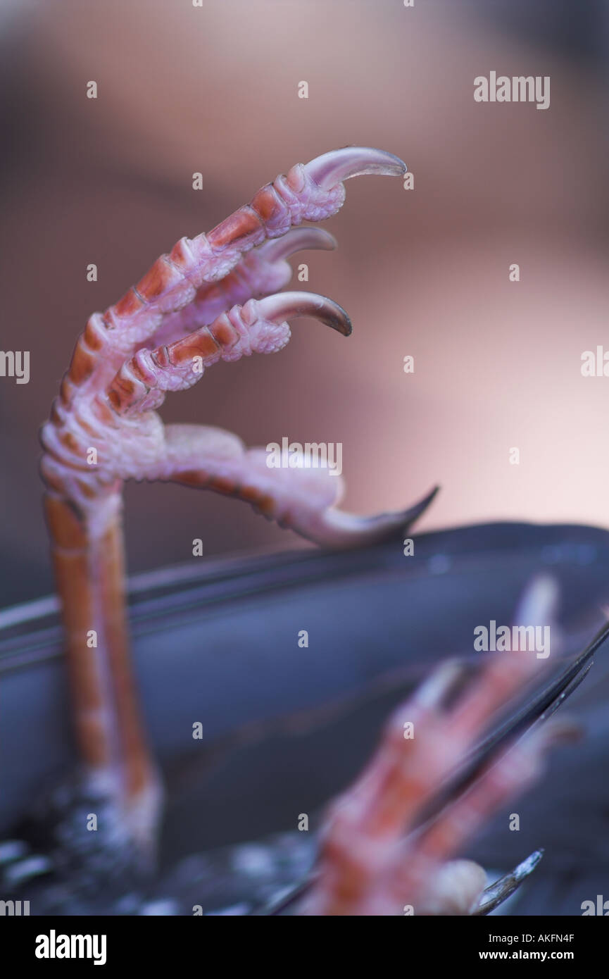 dead bird s feet Stock Photo - Alamy