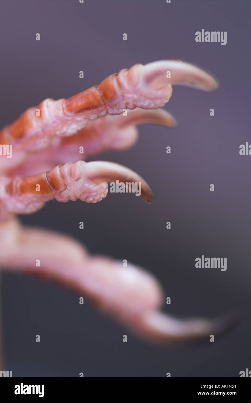 dead bird s feet Stock Photo - Alamy