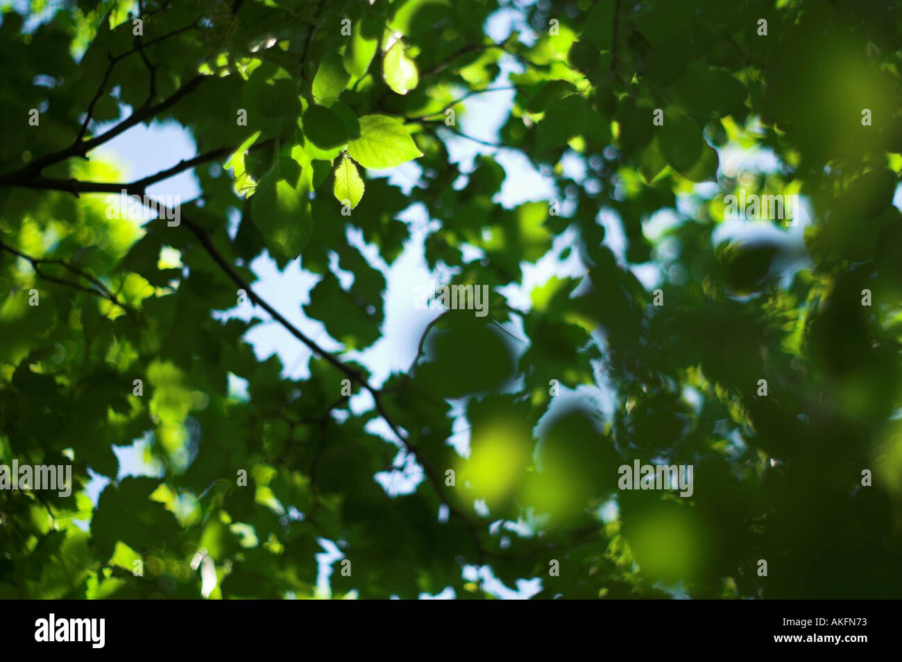 Sunlit tree canopy looking up through a sycamore tree Stock Photo - Alamy